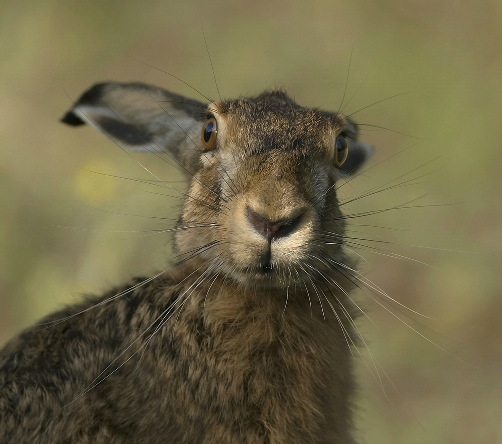 Begegnung! (Forum für Naturfotografen)