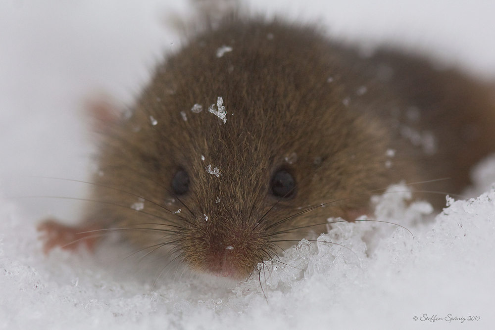 Komm etwas näher ... (Forum für Naturfotografen)