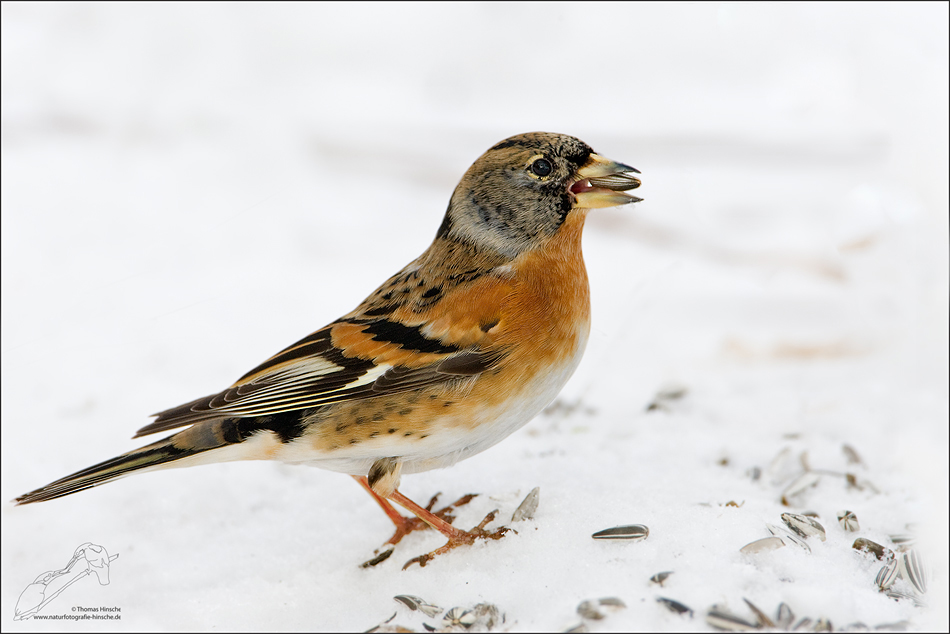 Bergfink (Forum für Naturfotografen)