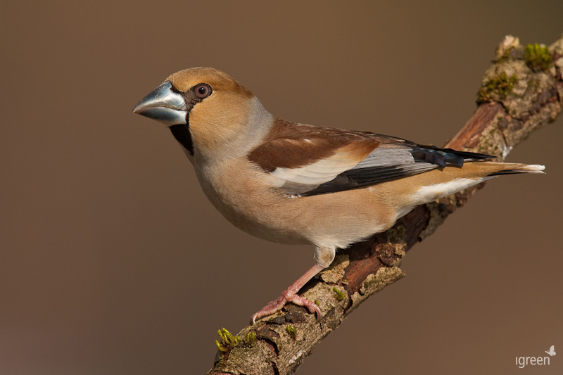 Kernbeißer (Forum für Naturfotografen)