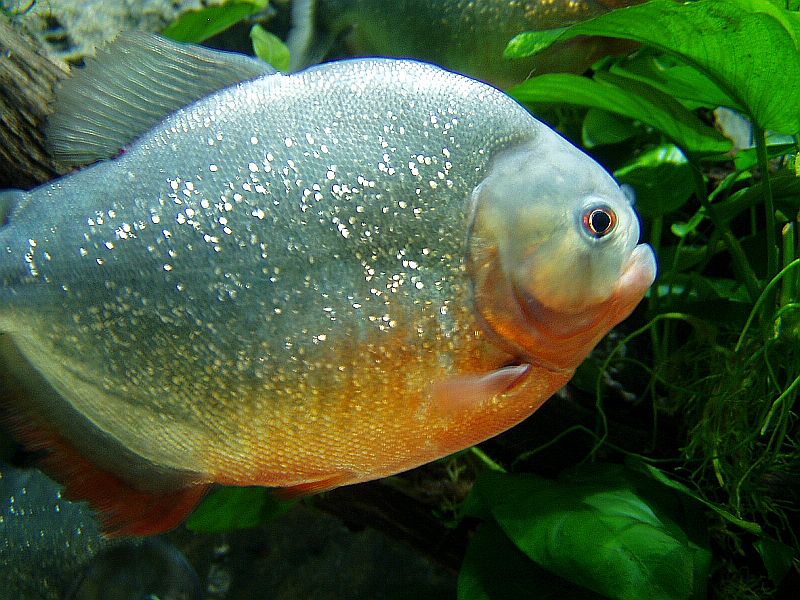 piranha (Forum für Naturfotografen)