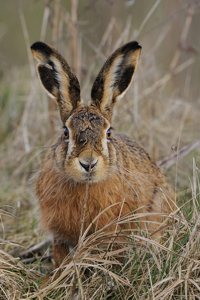 Hase (Forum für Naturfotografen)