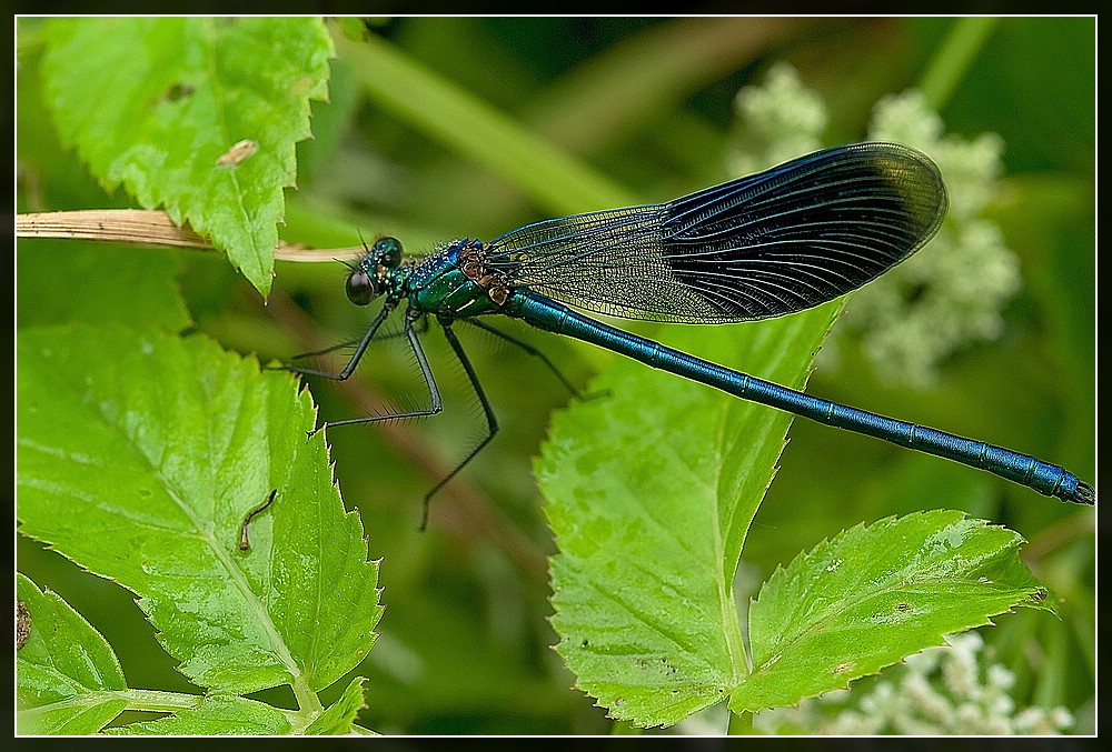 Libelle (Forum für Naturfotografen)