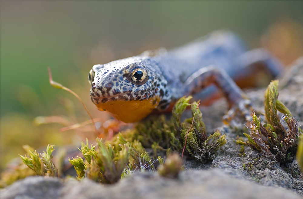 Molch im Gegenlicht ! (Forum für Naturfotografen)