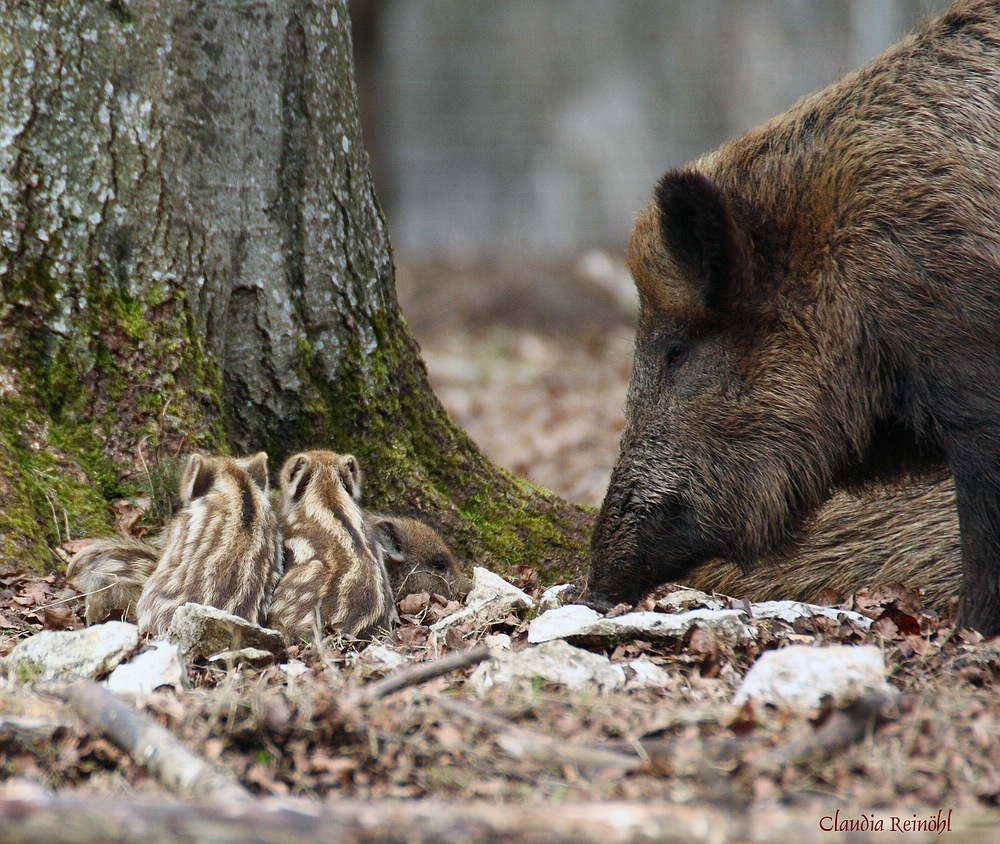 Wildschwein-Familie (Forum für Naturfotografen)
