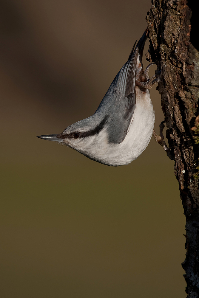 Kleiber (Forum für Naturfotografen)