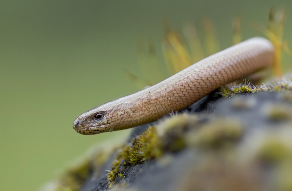 schleiche (Forum für Naturfotografen)
