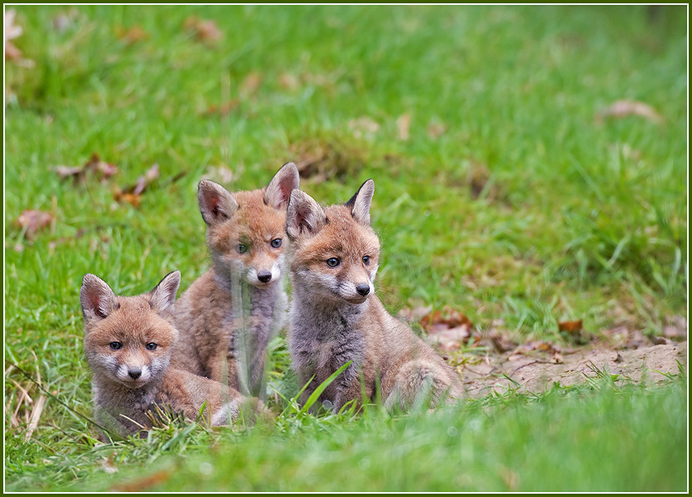 Nachwuchs 2010 (Forum für Naturfotografen)