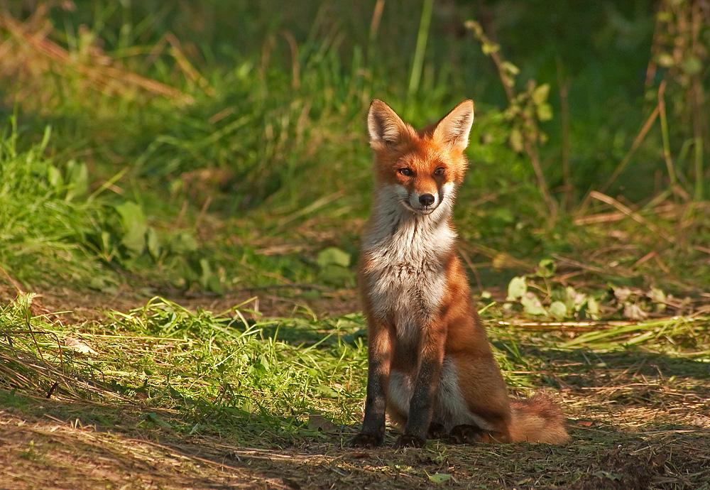 Red Fox in the sun (Forum für Naturfotografen)