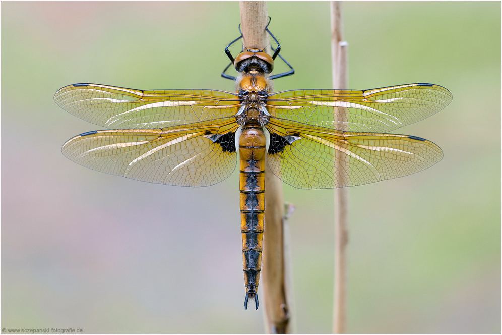 Zweifleck (Epitheca bimaculata) (Forum für Naturfotografen)