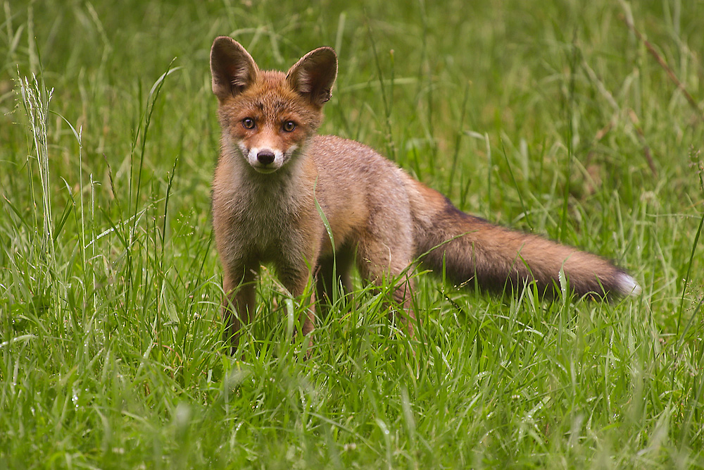 Little Red Fox (Forum für Naturfotografen)