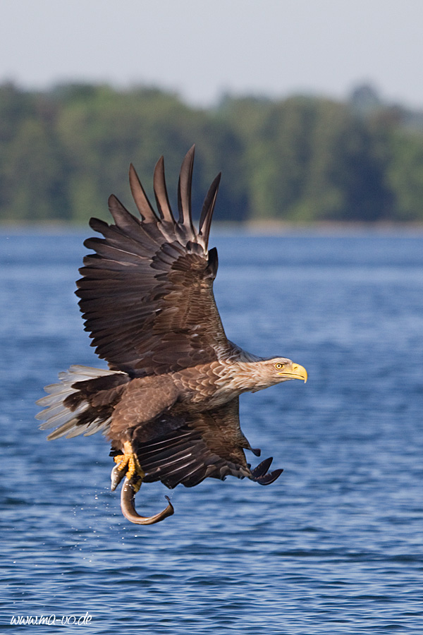 Aal (Forum für Naturfotografen)