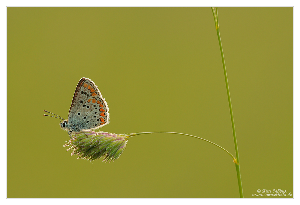 Fakire ? (Forum für Naturfotografen)