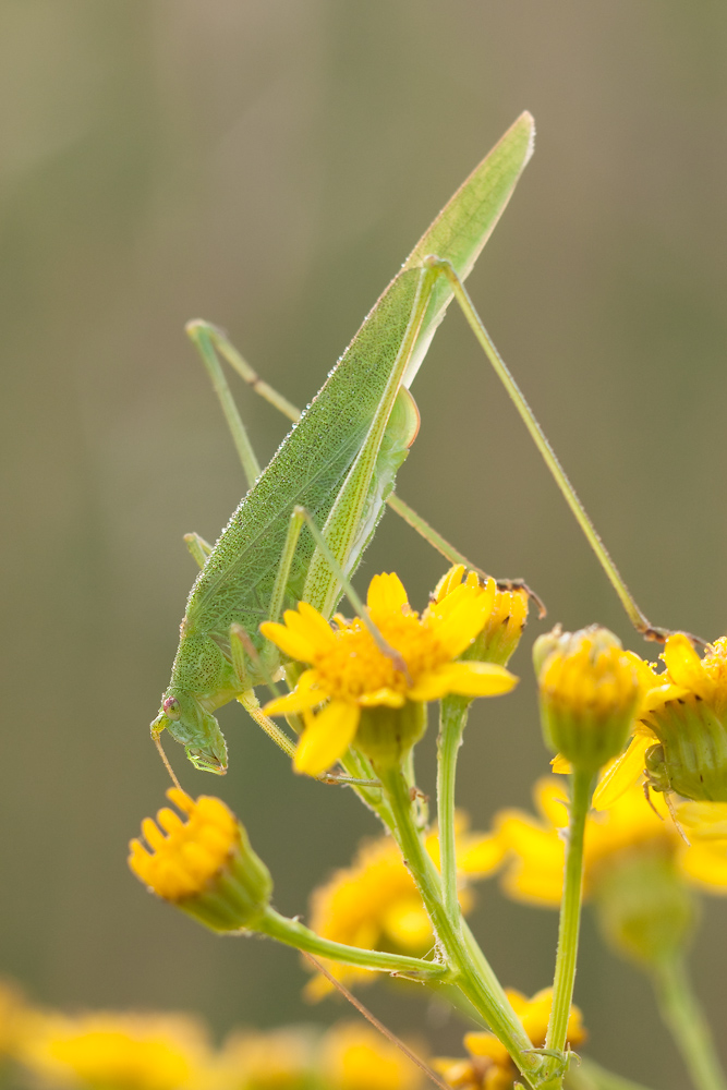 ~ Die Spinnen ... ~ (Forum für Naturfotografen)
