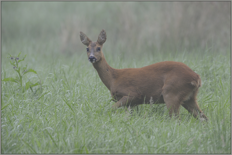 heimlich... Reh *Capreolus capreolus* (Forum für Naturfotografen)