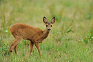Junges Reh (Forum für Naturfotografen)