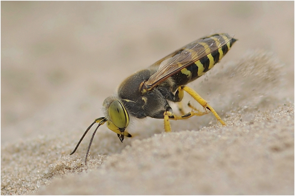 Grabende Kreiselwespe (Bembix rostrata) ND (Forum für Naturfotografen)