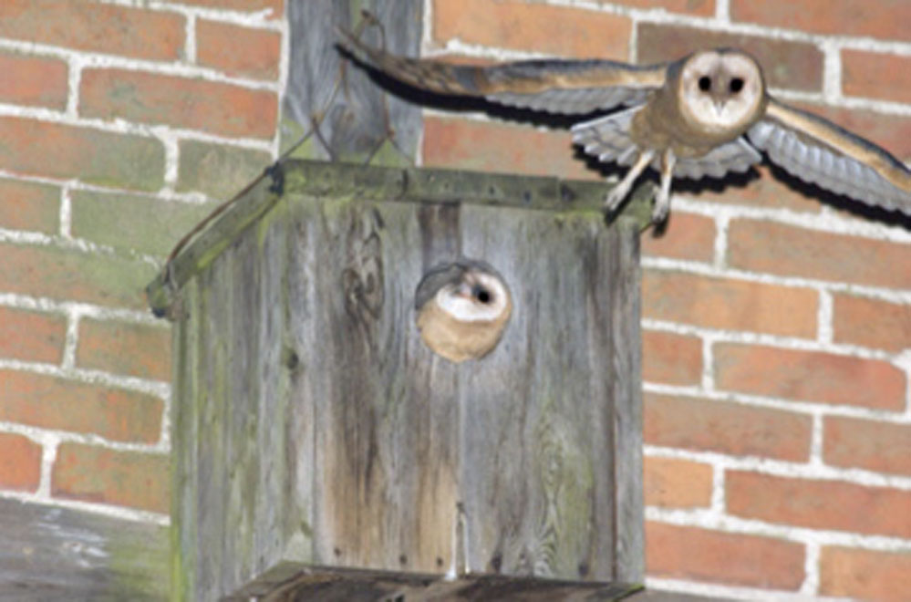 Schleiereule am künstlichen Nistkasten (Forum für Naturfotografen)