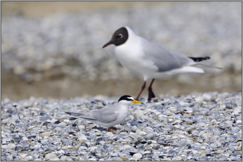 Größenvergleich... Zwergseeschwalbe *Sterna albifrons* (Forum für ...