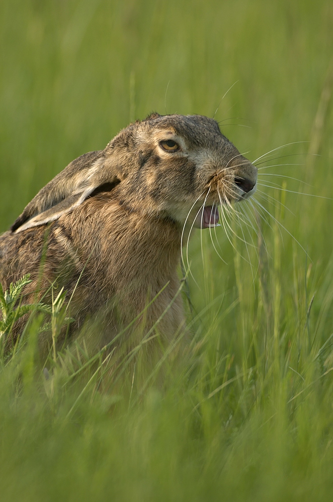 "Der Hasen- Löwe!" (Forum für Naturfotografen)