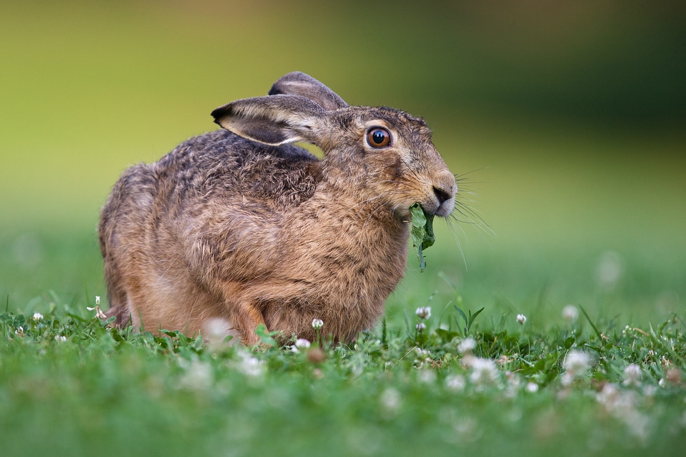Hase (Forum für Naturfotografen)