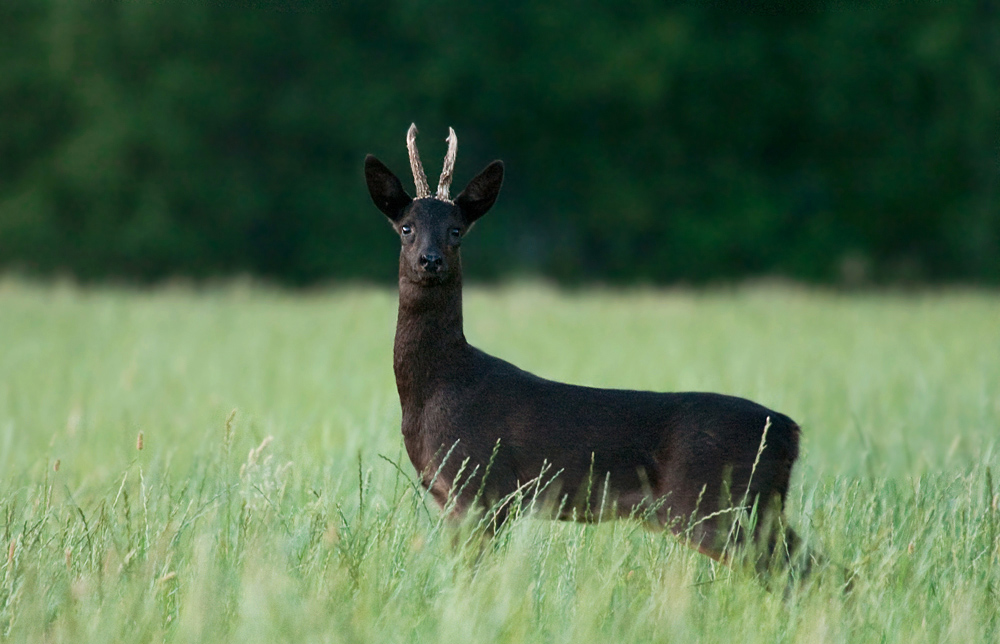 Alter Bekannter 2 (Forum für Naturfotografen)