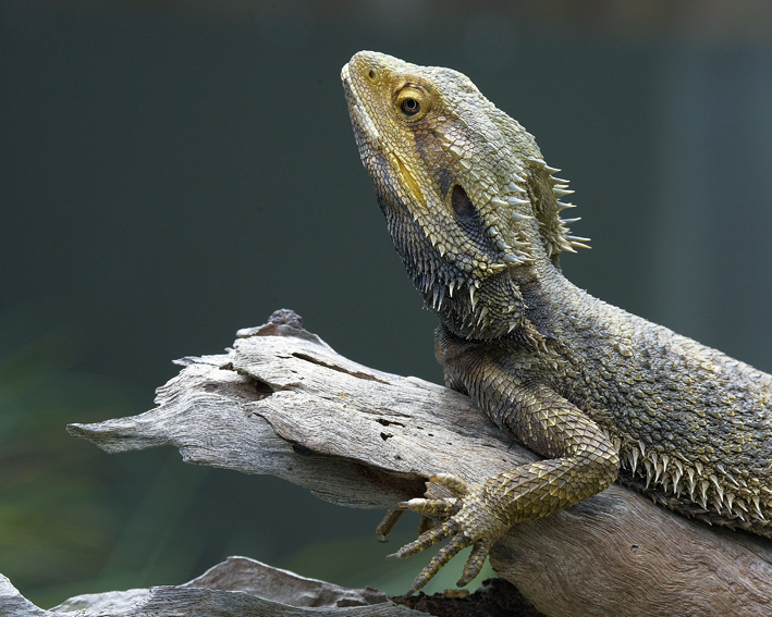 Bartagame (Forum für Naturfotografen)
