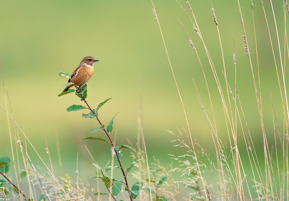 Vogelbild des Monats Oktober 2010 (Forum für Naturfotografen)