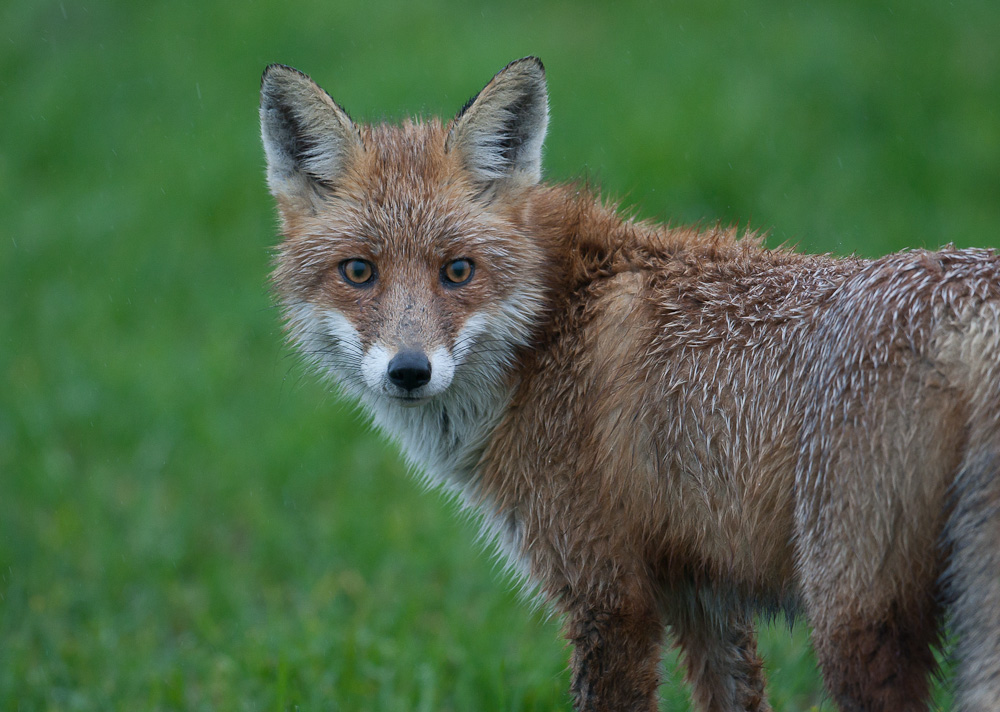 Rotfuchs (Forum für Naturfotografen)