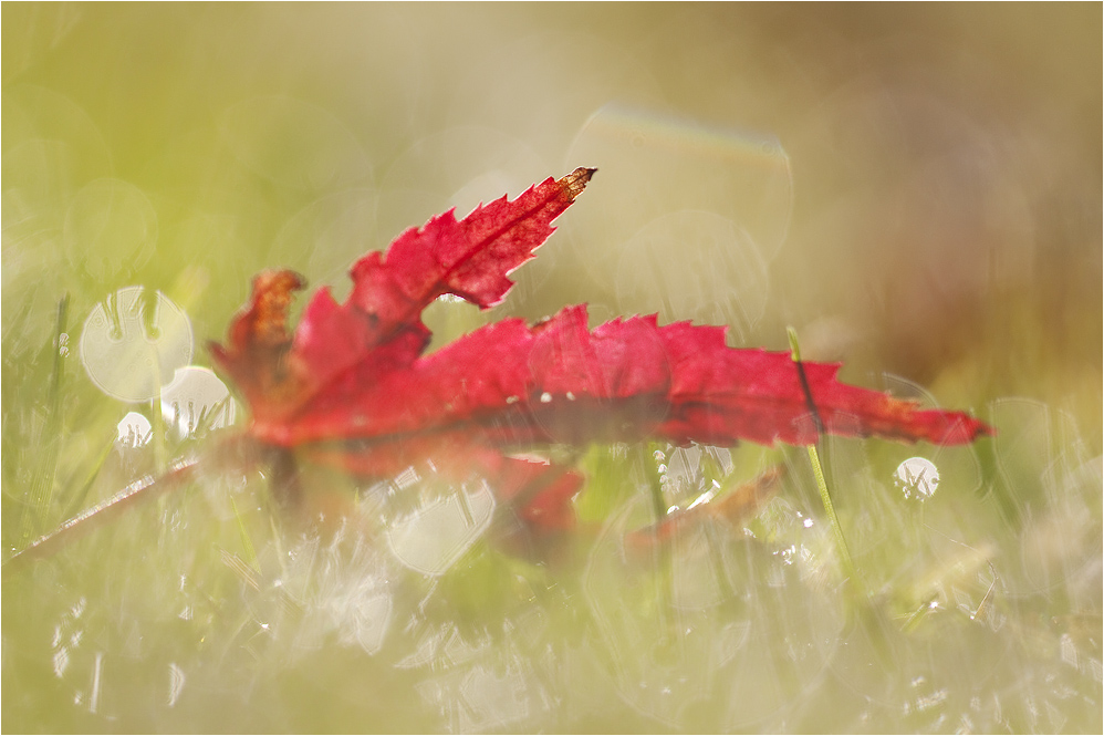 Das letzte Blatt... (Forum für Naturfotografen)