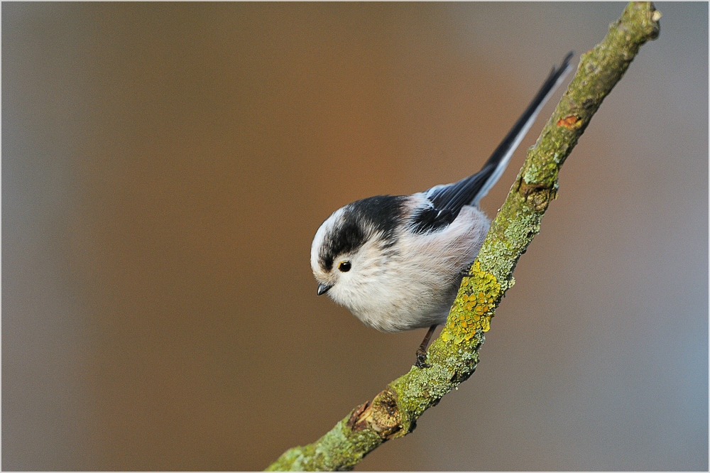 Schwanzmeise (Forum für Naturfotografen)