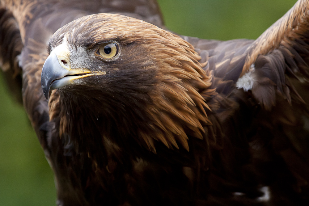 Adler (Forum für Naturfotografen)