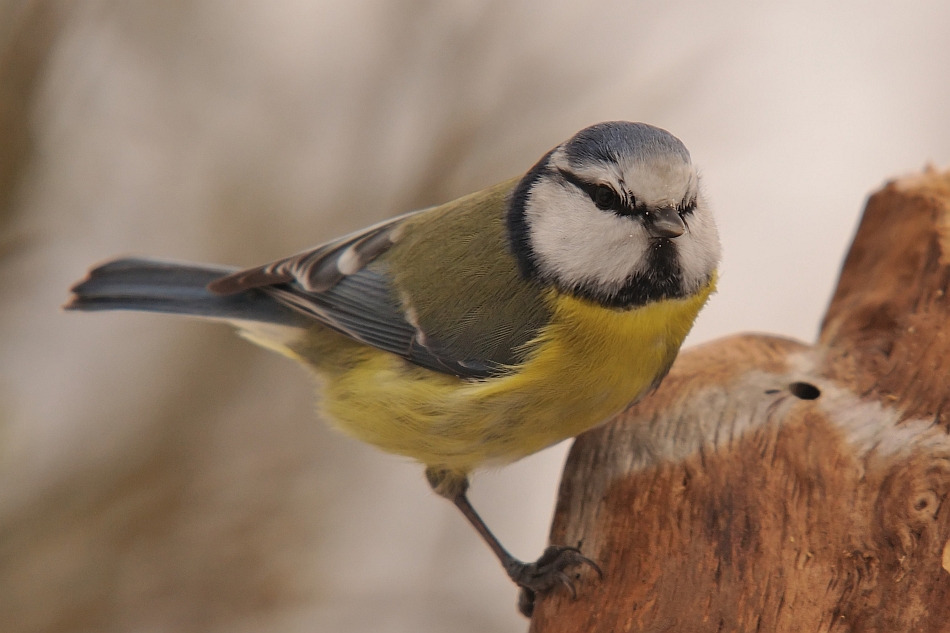 Ein Stammgast ... (Forum für Naturfotografen)