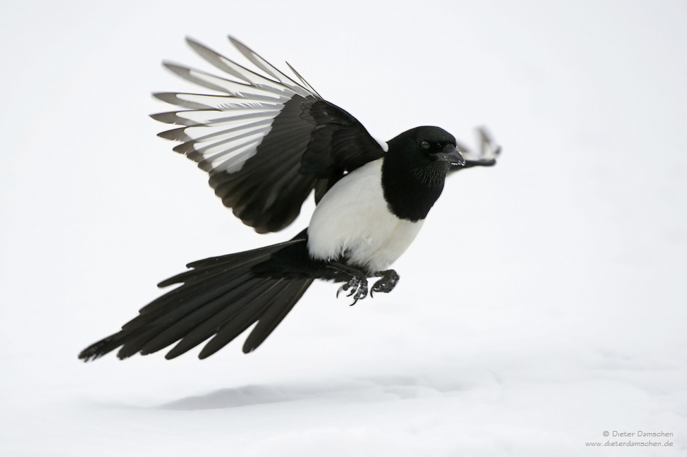 Elster im Anflug (Forum für Naturfotografen)