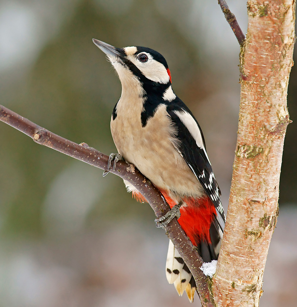 Buntspecht Männchen (Forum für Naturfotografen)