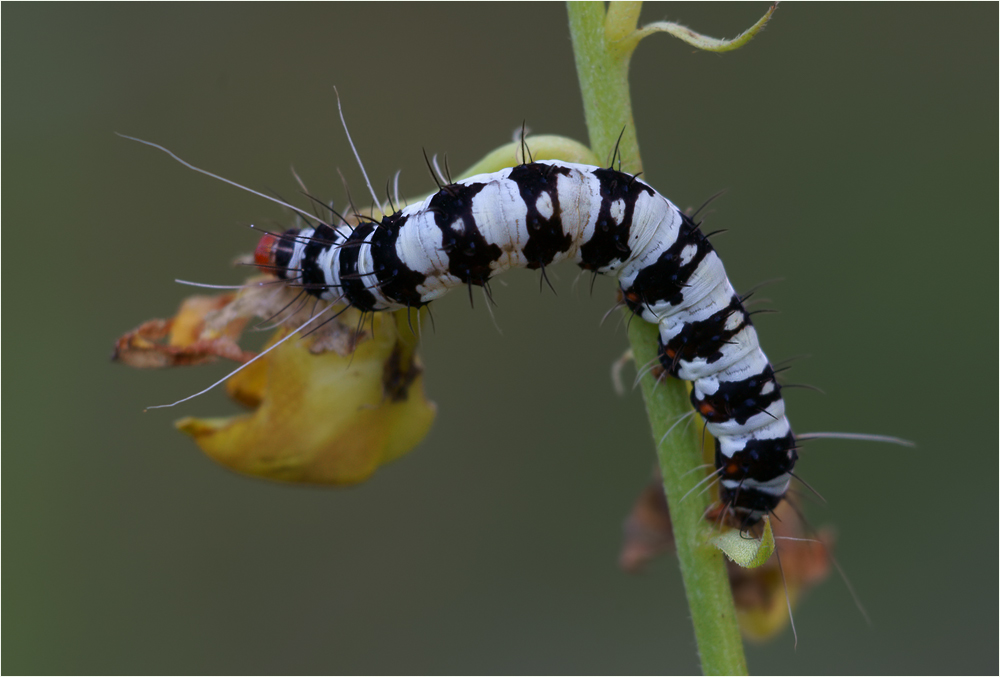 * Die Raupe der 15 für den 15. * (Forum für Naturfotografen)