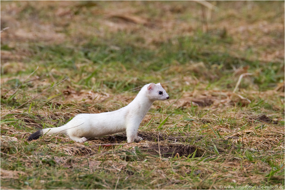~Hermelin~ (Forum für Naturfotografen)