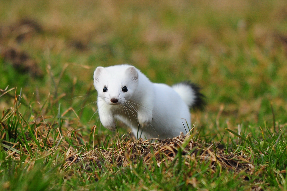Frontalstart (Forum für Naturfotografen)