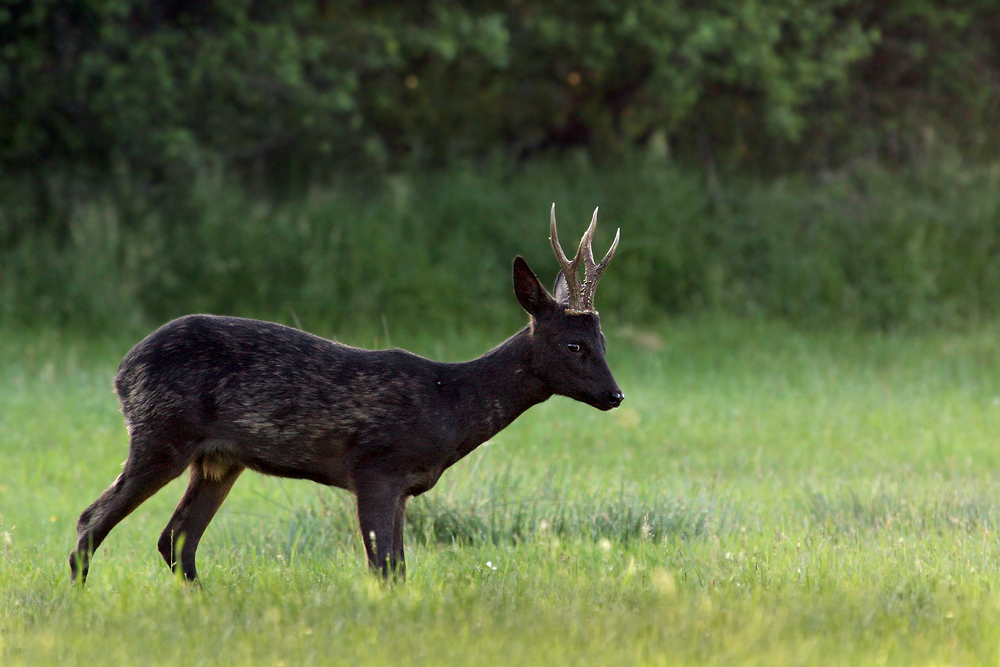 Der Traumbock (Forum für Naturfotografen)