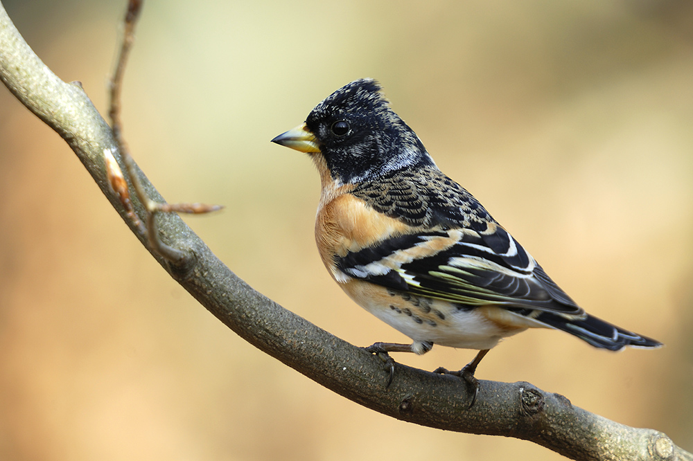 Bergfink Männchen (Forum für Naturfotografen)